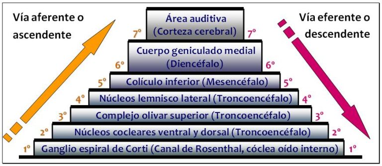 ¿Qué son las vías auditivas centrales aferente y eferente? - SAERA